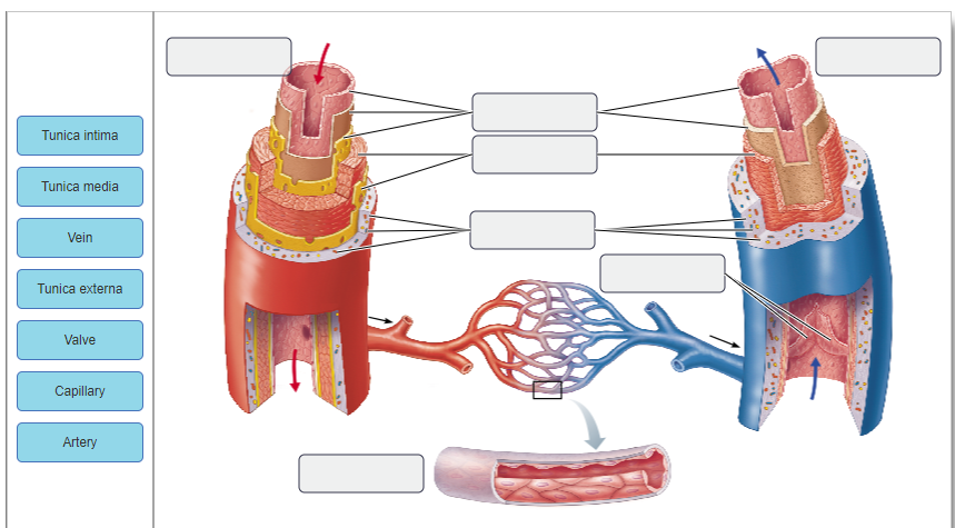 Solved Tunica intima IN Tunica media Vein Tunica externa | Chegg.com