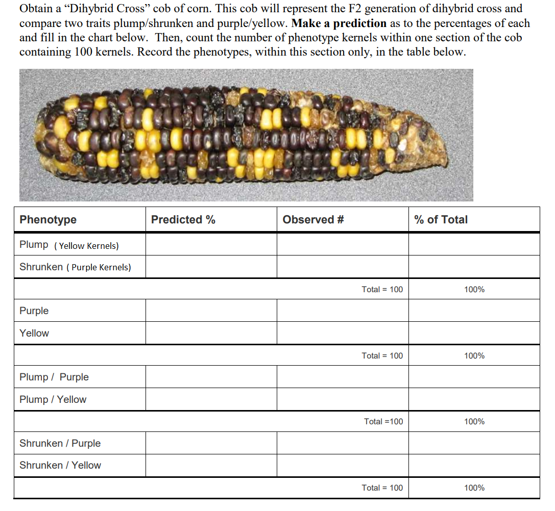 Obtain a “Dihybrid Cross” cob of corn. This cob will | Chegg.com