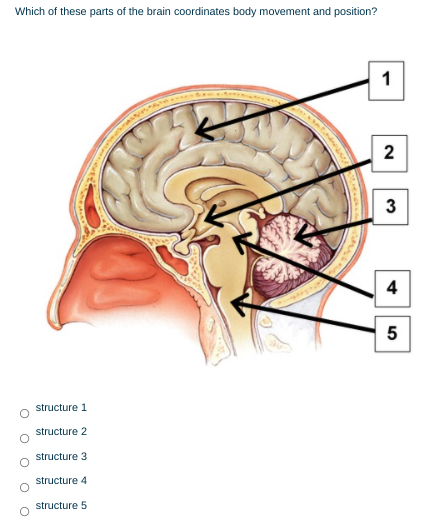 Solved Which of these parts of the brain coordinates body | Chegg.com