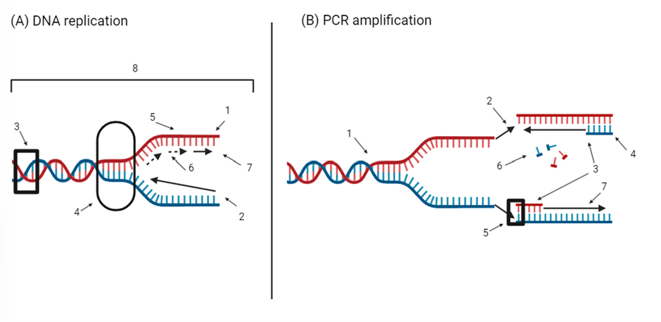 Solved DNA replication occurs naturally in the body while | Chegg.com