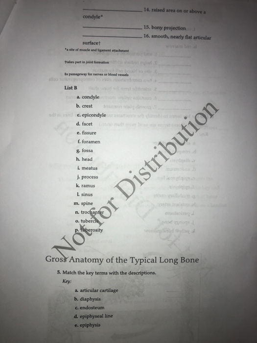 Solved Review Sheet: Exercise 8 Overview of the Skeleton: | Chegg.com