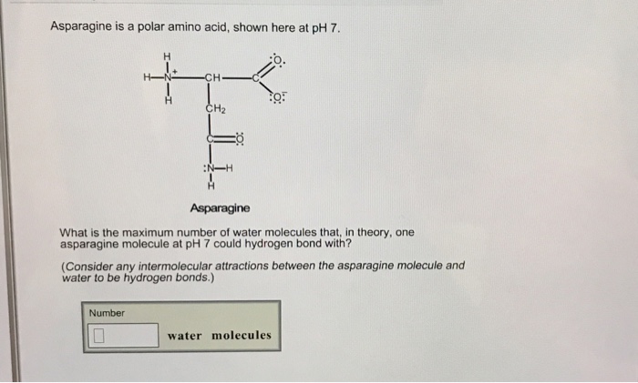Solved Asparagine is a polar amino acid, shown here at pH 7. | Chegg.com