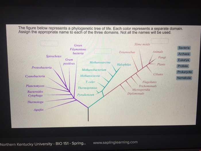 Solved The figure below represents a phylogenetic tree of | Chegg.com