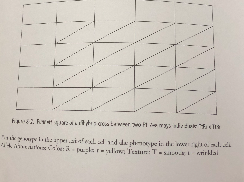 Solved Figure 8-2. Punnett Square of a dihybrid cross | Chegg.com