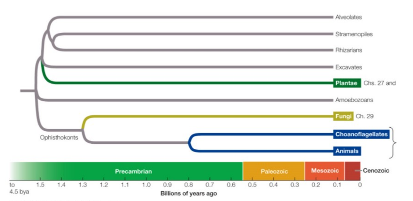 Solved Based on the diagram which group is most closely | Chegg.com
