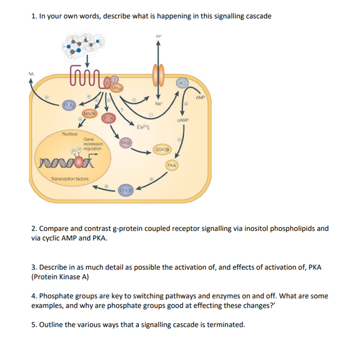 Solved 1. In your own words, describe what is happening in | Chegg.com