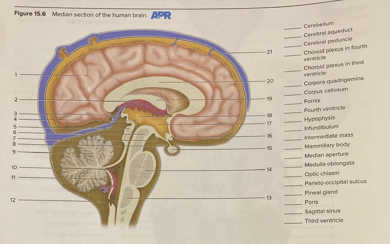 Solved Figure 15.6 Median section of the human brain. | Chegg.com