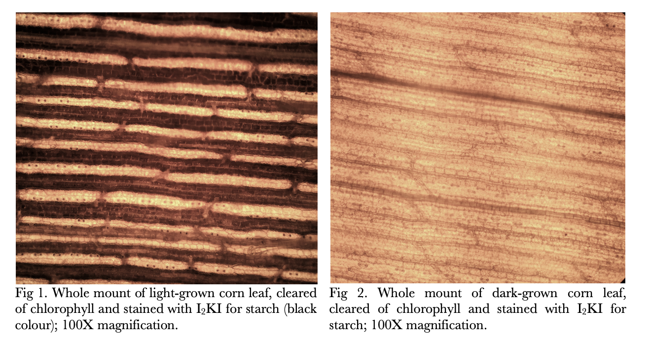 Solved Briefly describe the different starch staining | Chegg.com