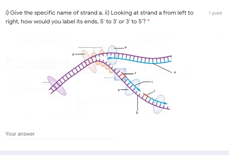 Solved 1 point i) Give the specific name of strand a. ii) | Chegg.com