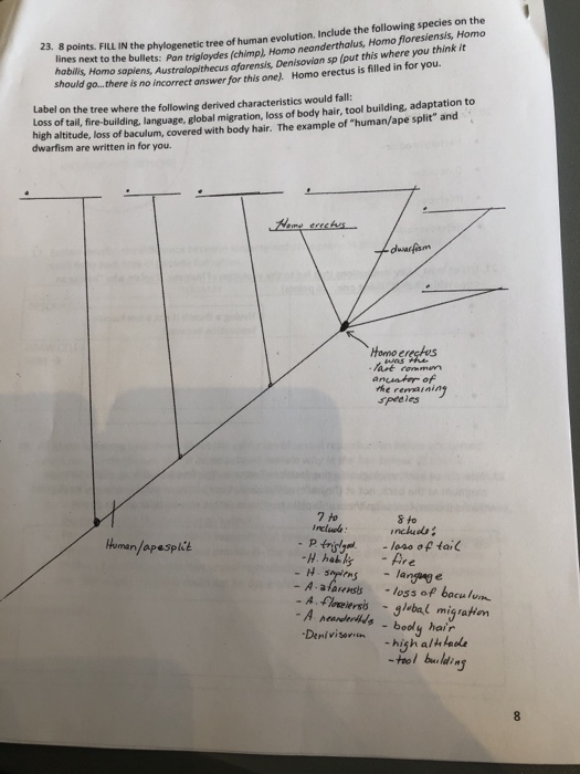 Human Phylogenetic Tree