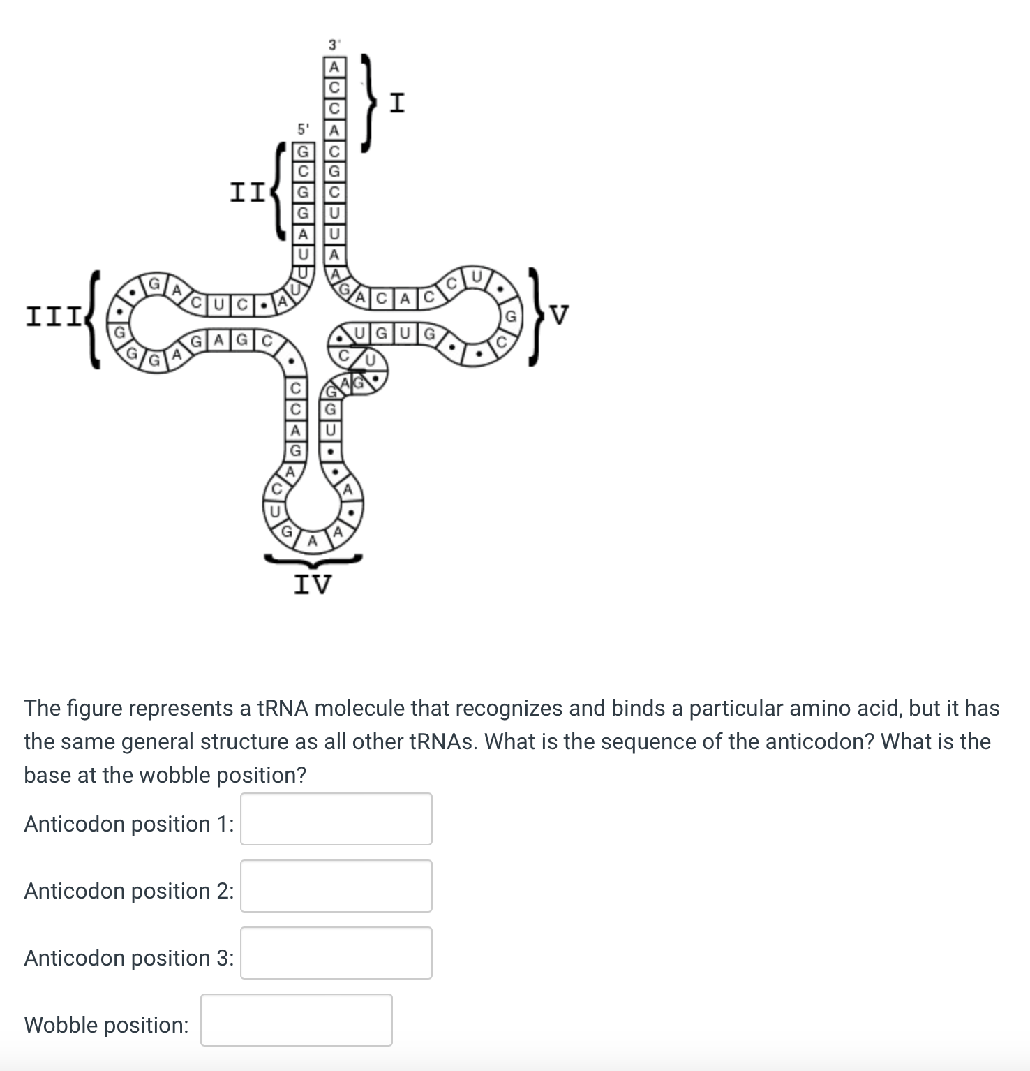 Solved The figure represents a tRNA molecule that recognizes | Chegg.com