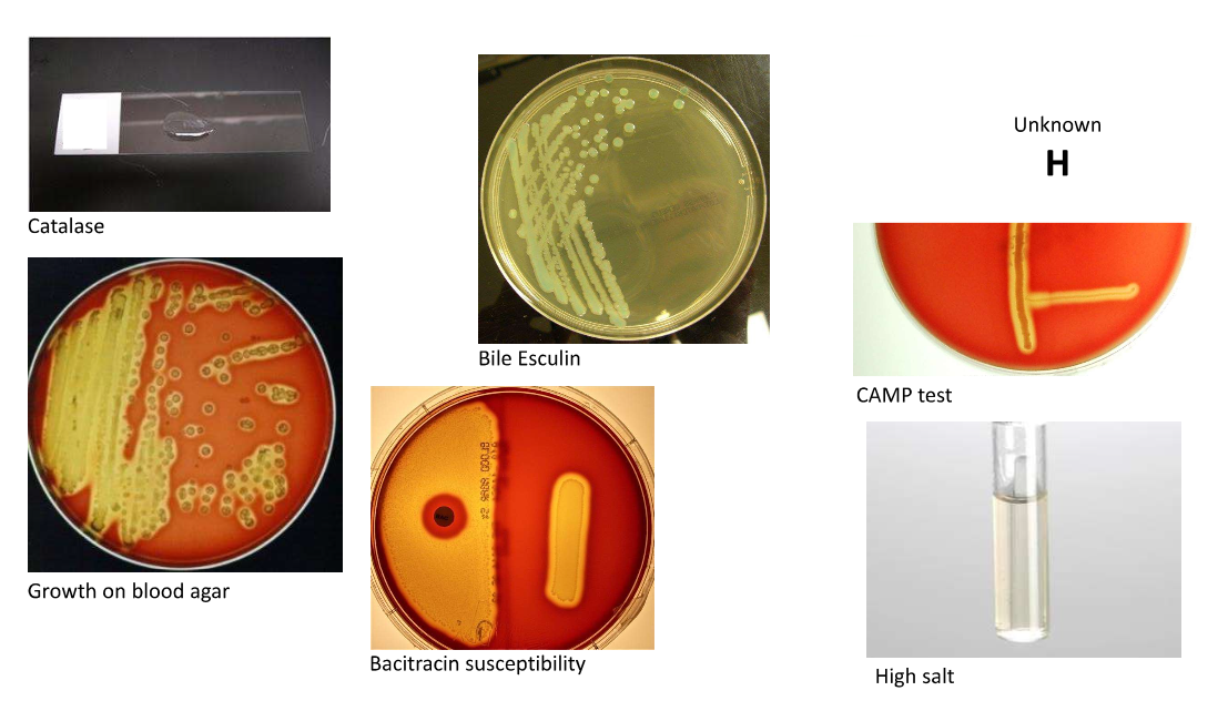 Solved Catalase Mannitol plate Coagulase (Staphyloslide | Chegg.com