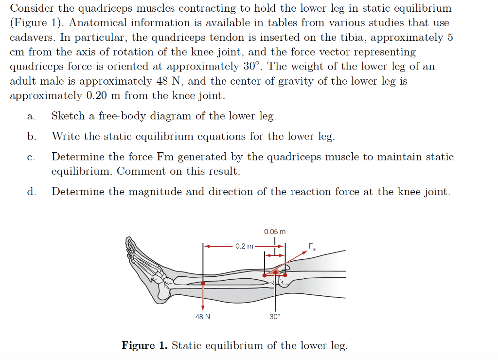 Solved Consider the quadriceps muscles contracting to hold | Chegg.com