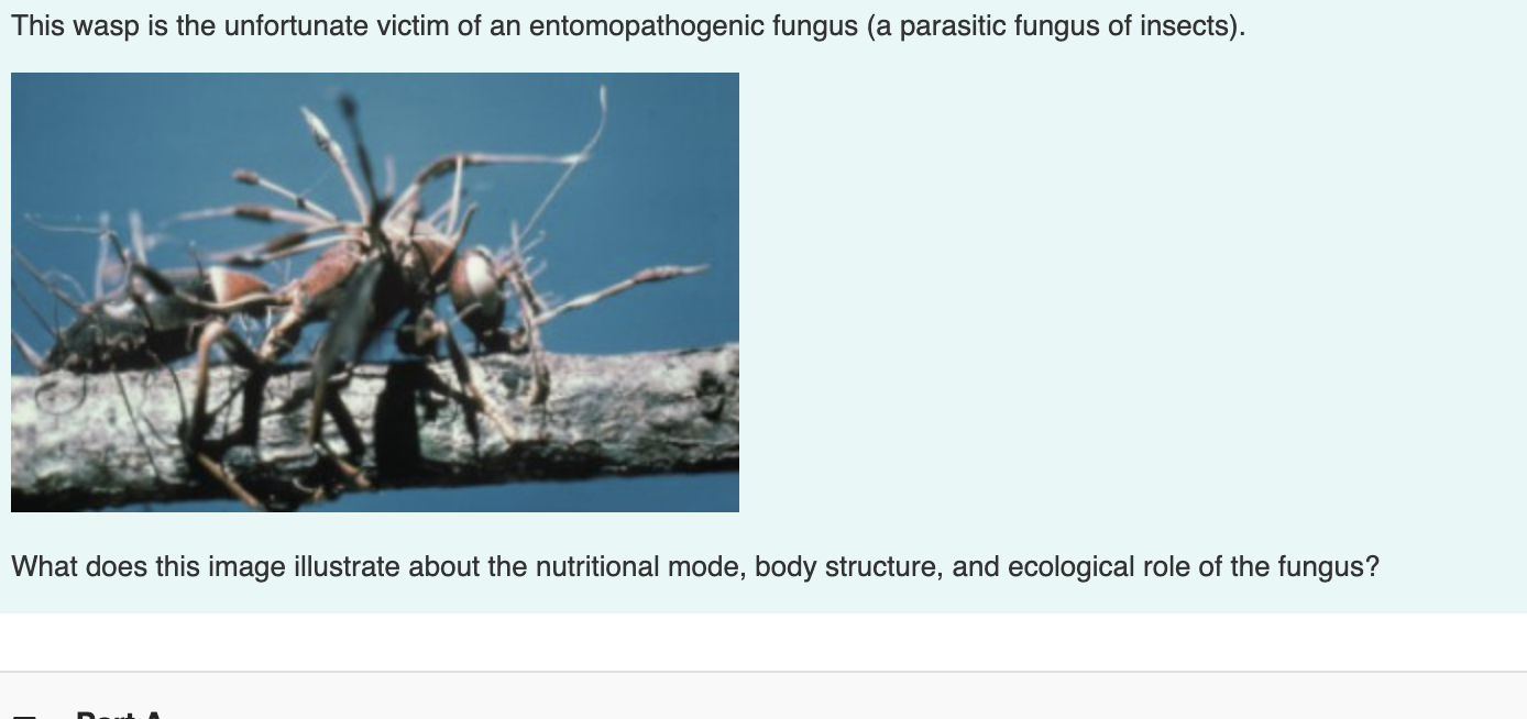 Solved This wasp is the unfortunate victim of an | Chegg.com