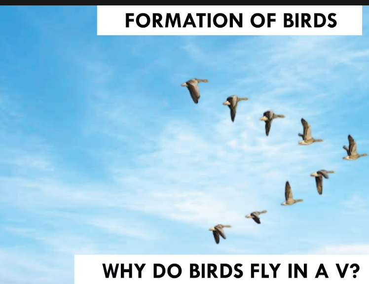 Solved FORMATION OF BIRDS r \( ﻿r \) ﻿WHY DO BIRDS FLY IN A | Chegg.com