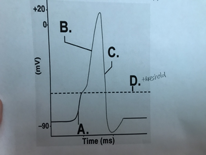 Solved thin flaimat A. 2. Z disk D. M line E. Titin filament | Chegg.com
