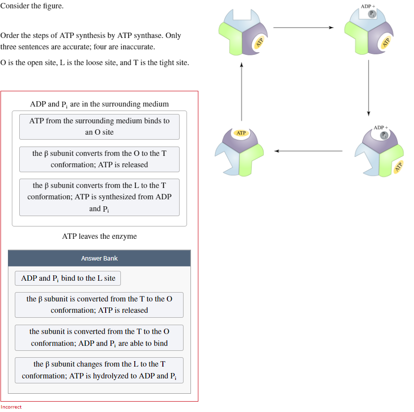 Solved Order The Steps Of Atp Synthesis By Atp Synthase