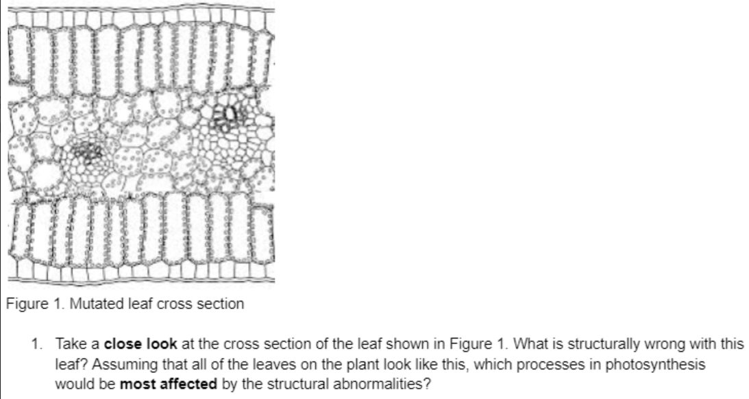 Cross Section Of A Leaf