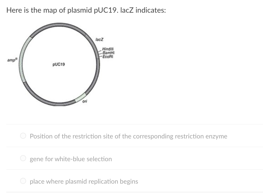Solved Here is the map of plasmid pUC19. lacZ indicates: | Chegg.com