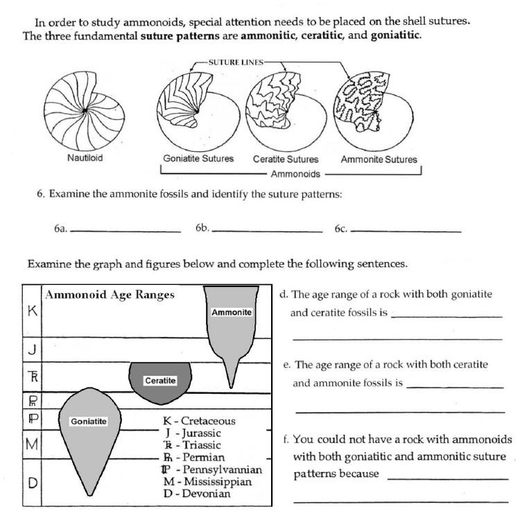 Solved In order to study ammonoids, special attention needs | Chegg.com
