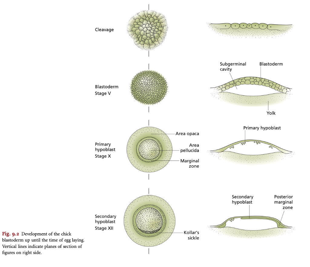 Cleavage Blastoderm Subgerminal cavity Blastoderm | Chegg.com