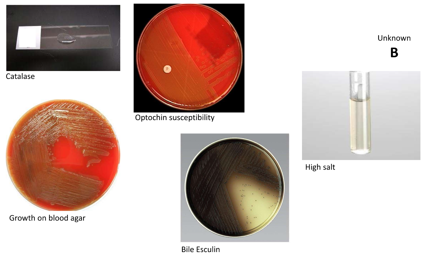 Solved Catalase Mannitol plate Coagulase (Staphyloslide | Chegg.com