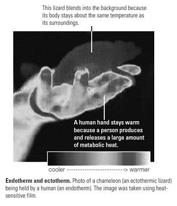 Solved 1. Heat-sensitive film, which captures the body | Chegg.com