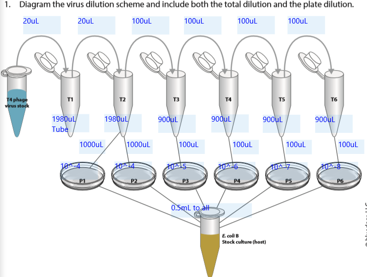 Solved Results Plate Number Total dilution of sample Volume | Chegg.com