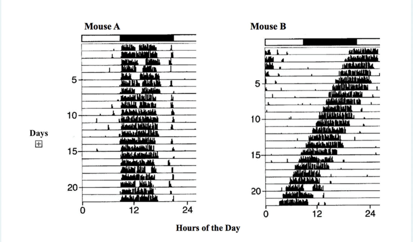 Solved (For Questions 1-3) Below are the actograms of two | Chegg.com