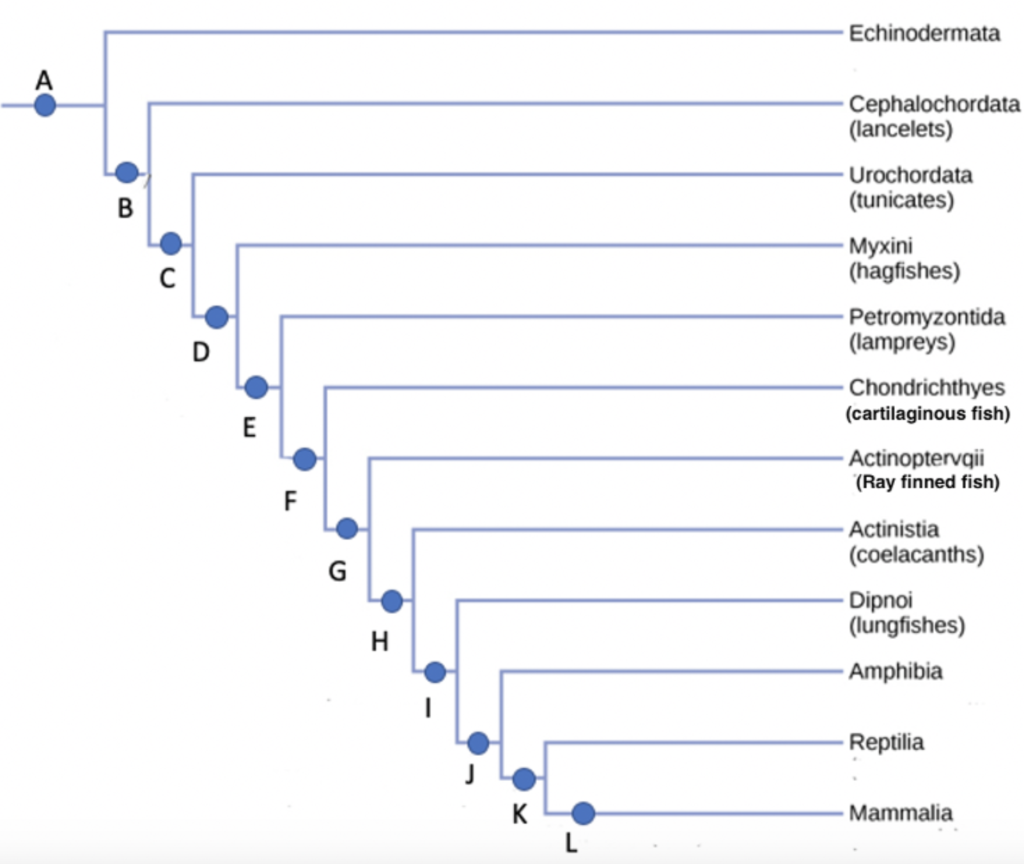 Solved Based on the notion of shared derived characters, | Chegg.com
