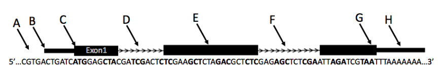 Solved Part A: If a mutation were to change the start codon | Chegg.com