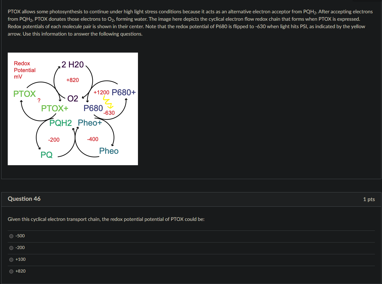 Solved PTOX allows some photosynthesis to continue under | Chegg.com