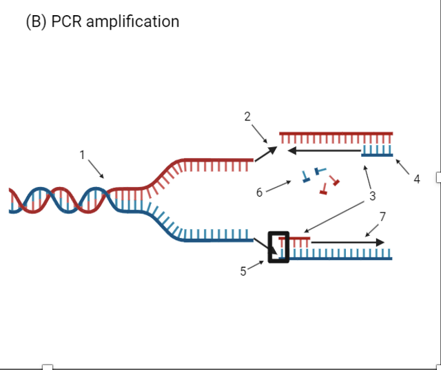 Solved In PCR amplification, Numbers as showing in the | Chegg.com