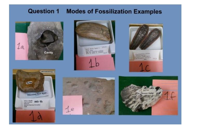 Solved Question 1 Modes of Fossilization Examples la Cavity | Chegg.com