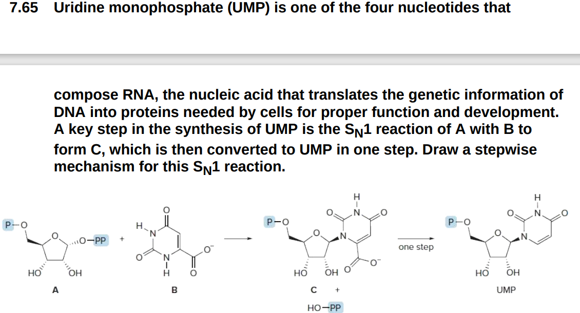 Solved 7.65 Uridine monophosphate (UMP) is one of the four | Chegg.com