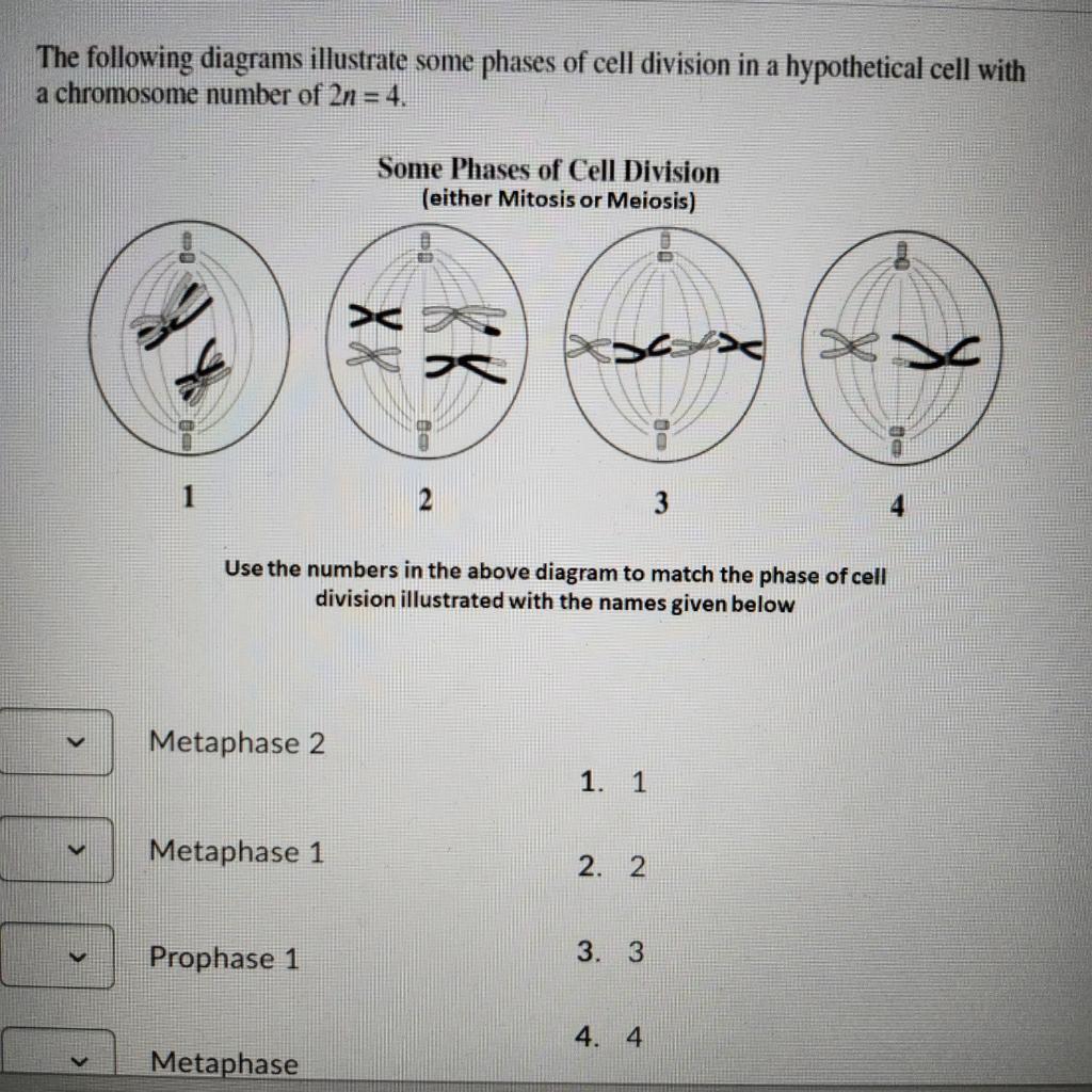 Solved The following diagrams illustrate some phases of cell | Chegg.com