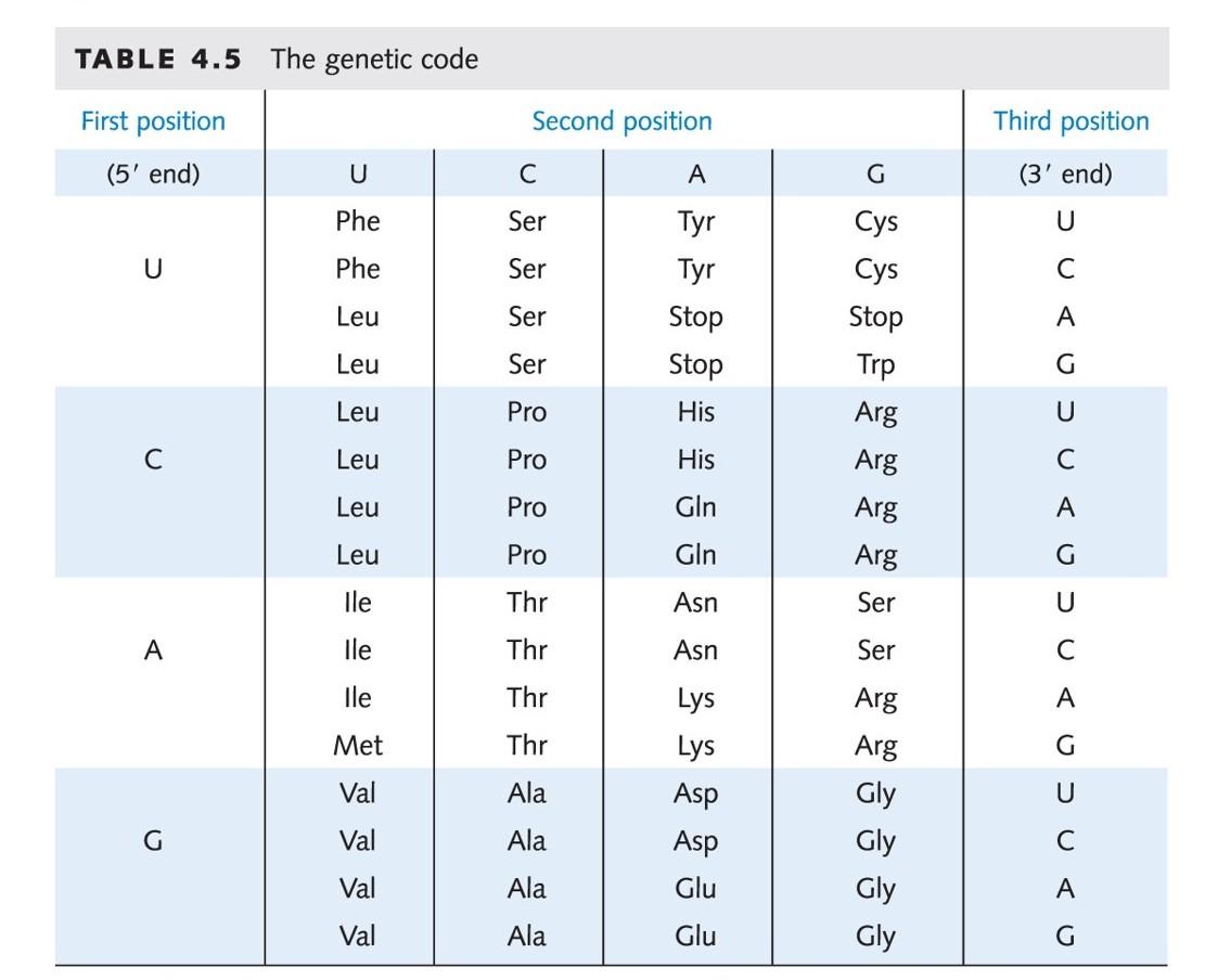 Solved A) What is the mRNA sequence of codons that would | Chegg.com