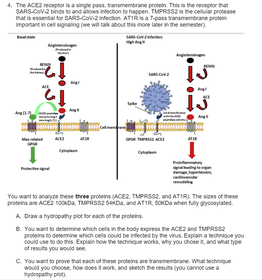 4. The ACE2 receptor is a single pass, transmembrane | Chegg.com