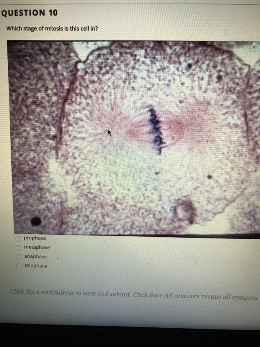 Solved QUESTION 1 Bacteria reproduce via mitosis. O True O | Chegg.com