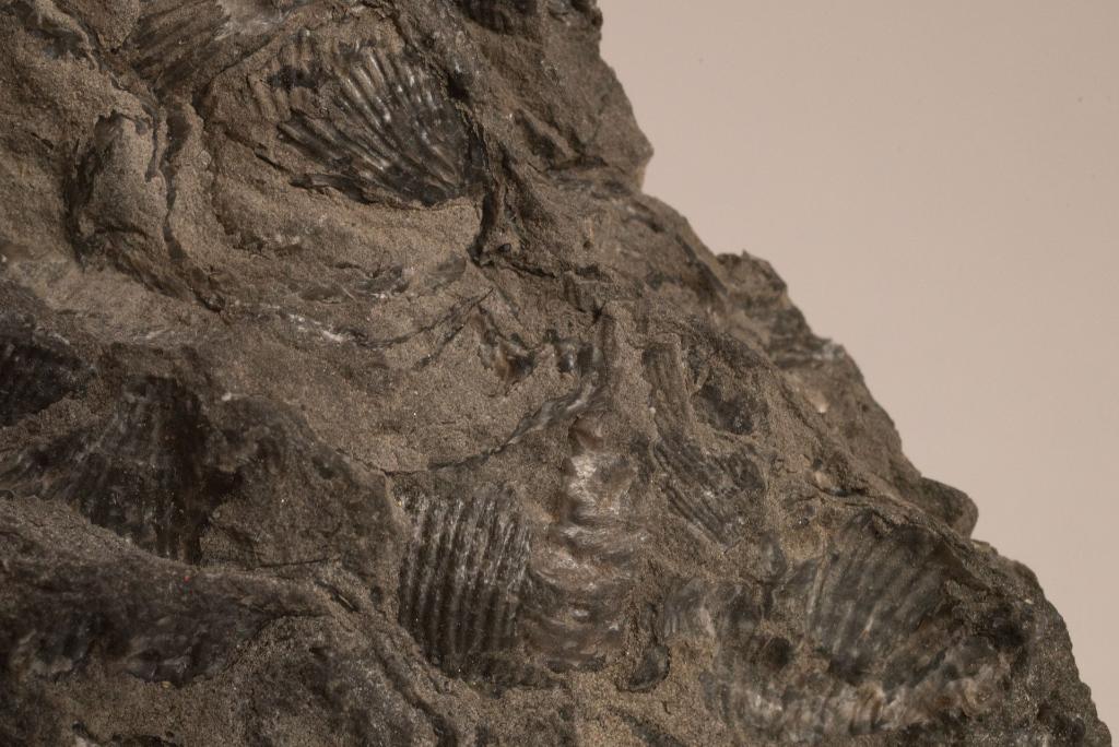 Solved Required materials Photos of rocks (on Blackboard) | Chegg.com