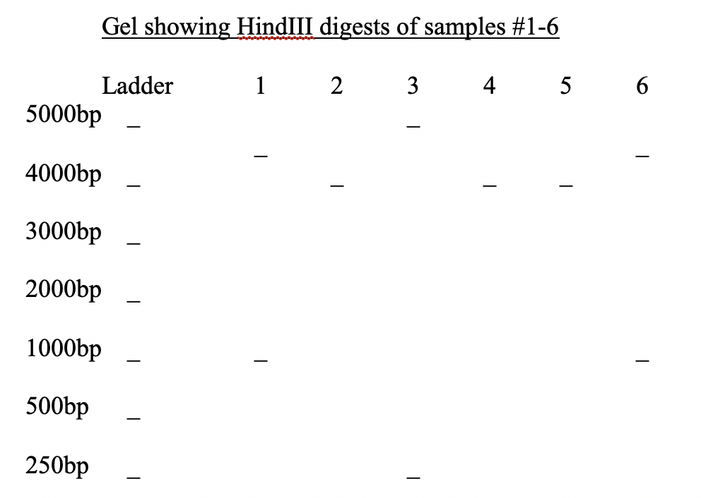Solved Gel showing HindIII digests of samples #1-6 Ladder 1 | Chegg.com