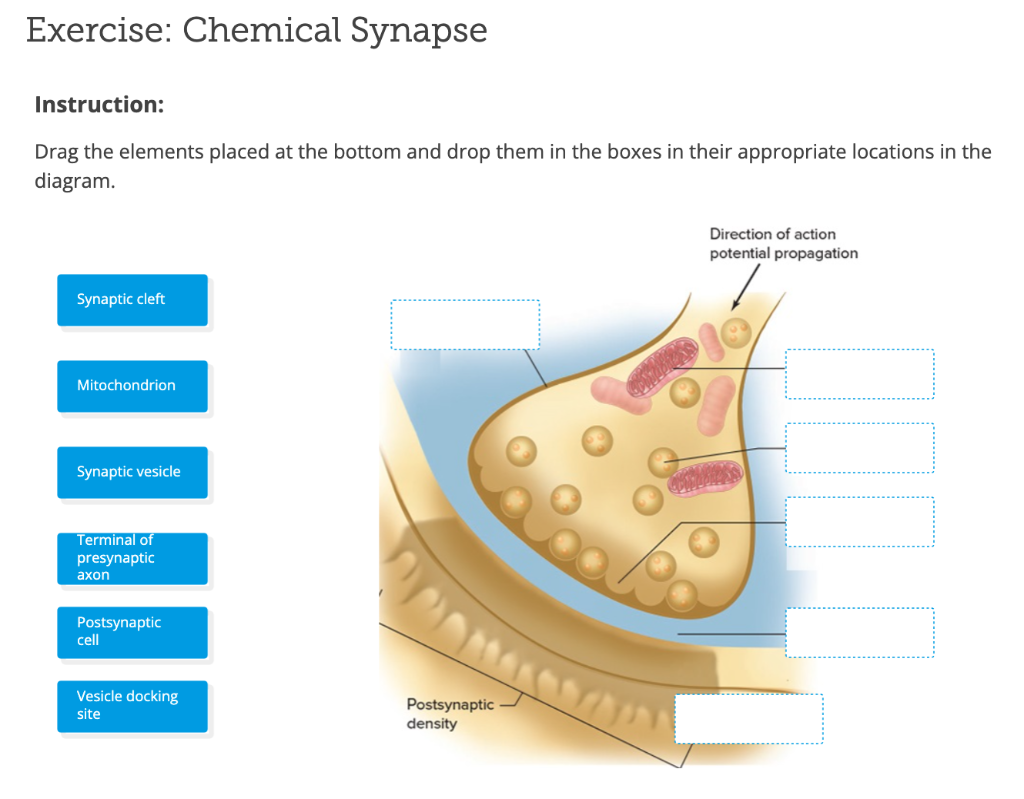 Solved Exercise: Chemical Synapse Instruction: Drag the | Chegg.com