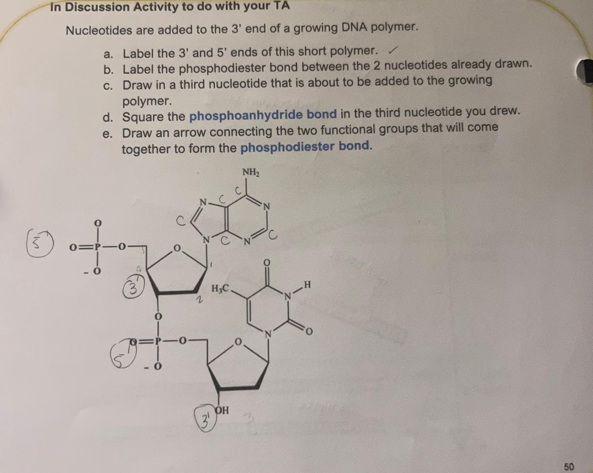 Solved In Discussion Activity to do with your TA Nucleotides | Chegg.com