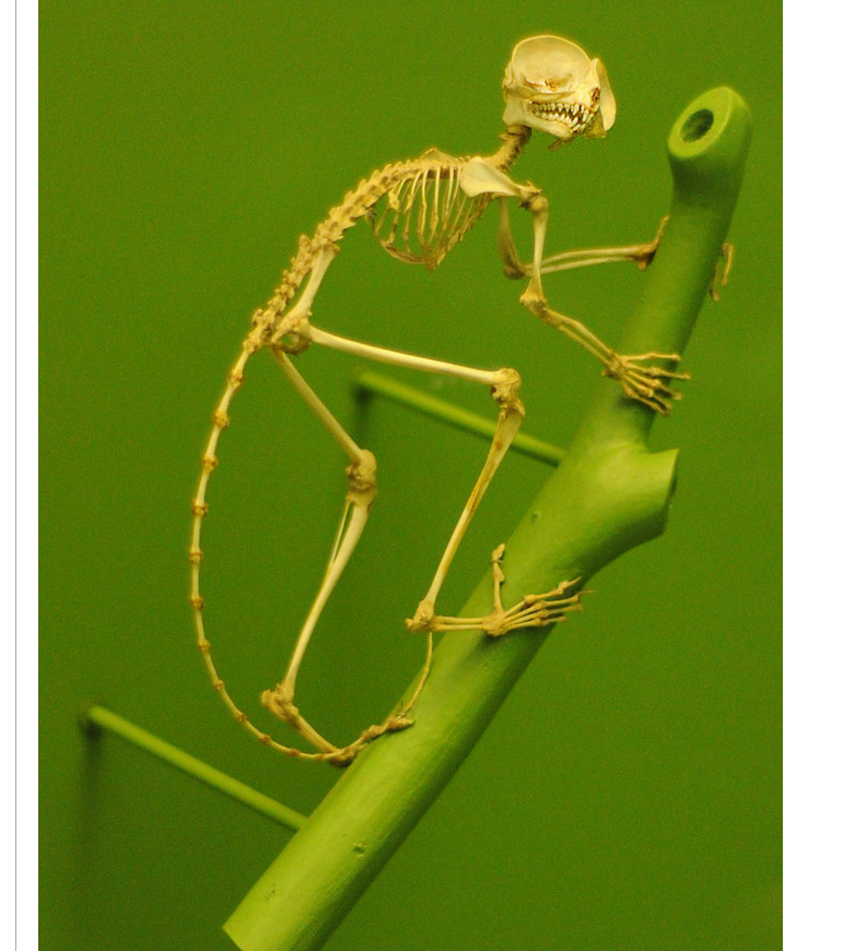 Solved This living primate has the same intermembral index | Chegg.com