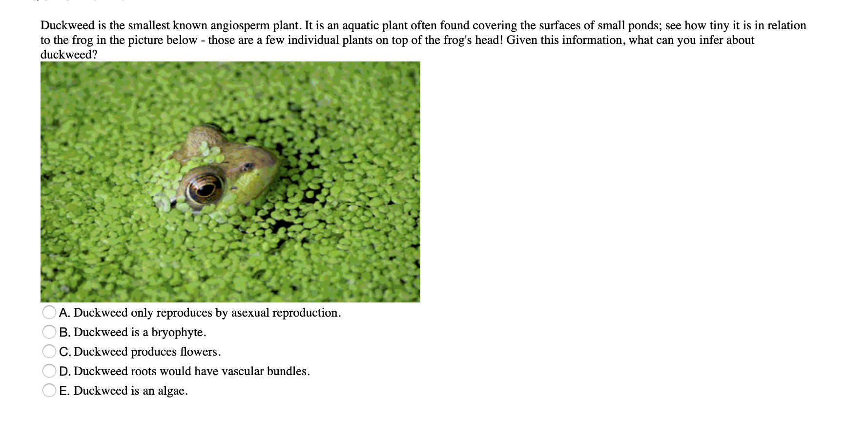 Solved Duckweed is the smallest known angiosperm plant. It | Chegg.com