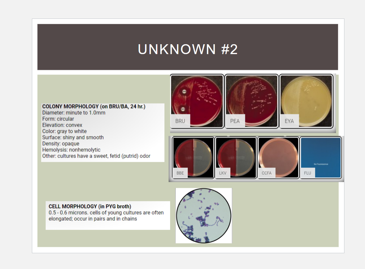 Solved Tests: Vanco: S Indole: neg Colistin: R Sps: | Chegg.com