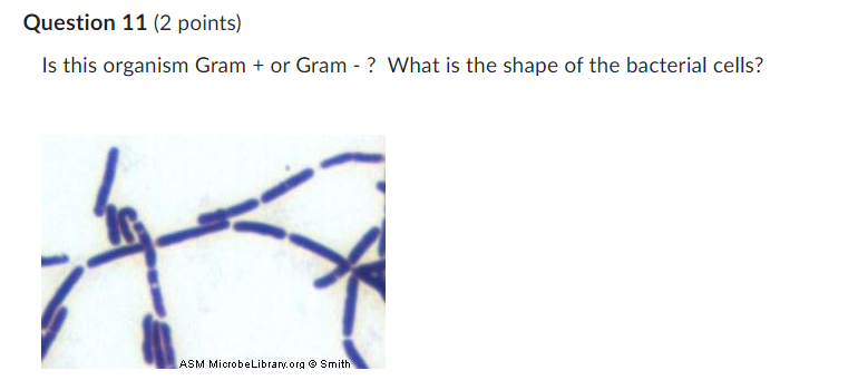 Solved Is this organism Gram + or Gram - ? What is the shape | Chegg.com