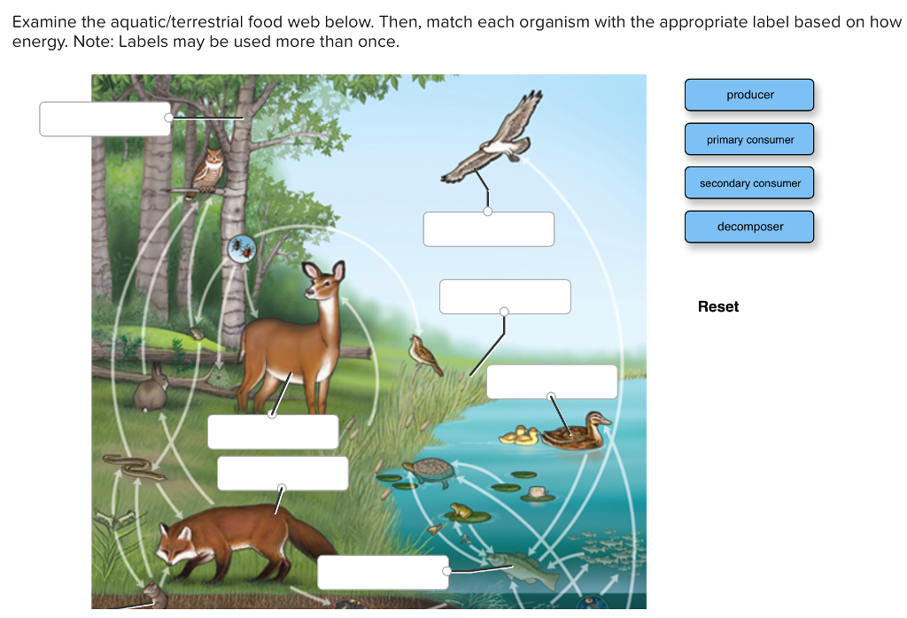 Terrestrial Food Web