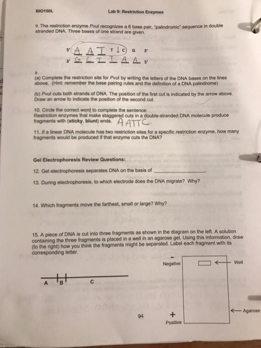 Solved Bio150l Lab 9 Restriction Enzymes 9 The Restriction