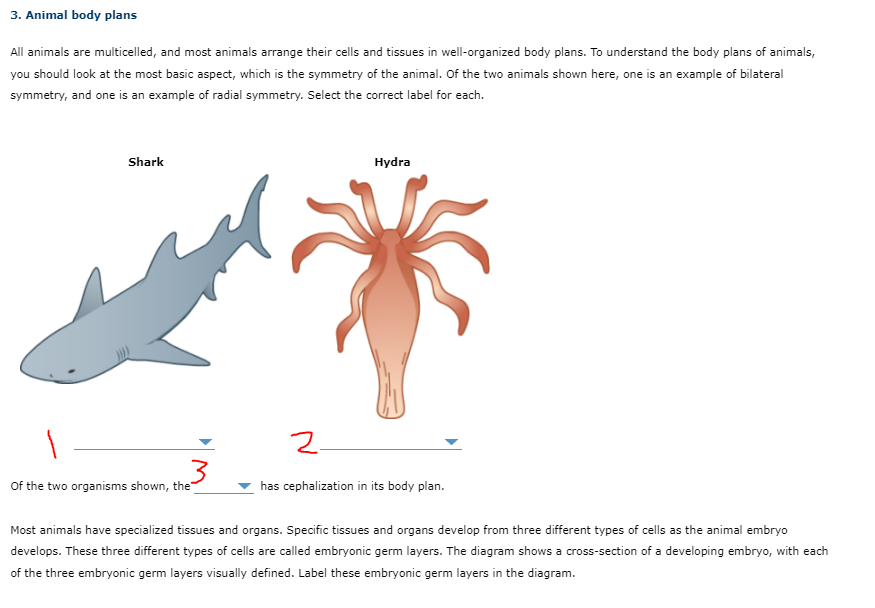 Solved 3. Animal body plans All animals are multicelled, and | Chegg.com